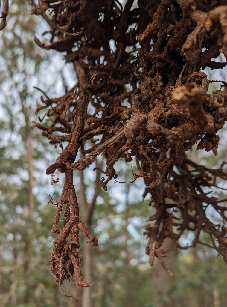 Something from Sir Samuel Griffith Dr at Mount Coot-tha, Mount Coot-Tha ...