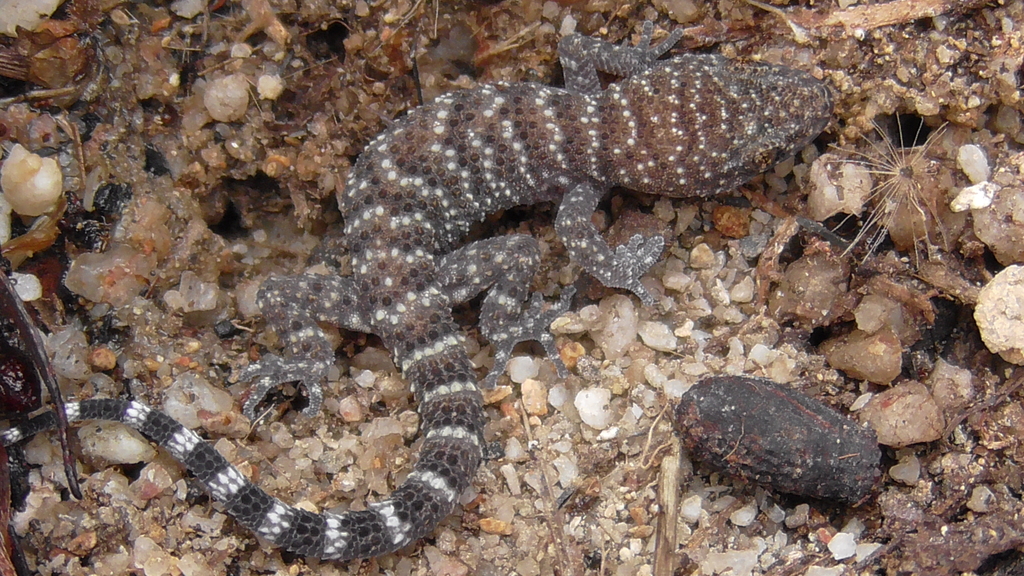 Common Prickly Gecko from Watsonville QLD 4887, Australia on August 30 ...