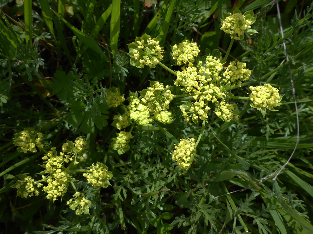 Foothill desert-parsley from Mt. Diablo: Knobcone Pine and connecting ...