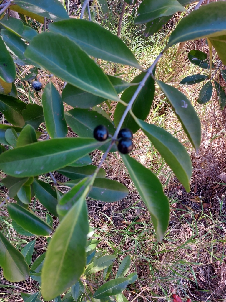 Elaeodendron melanocarpum from Boyne Island QLD 4680, Australia on ...