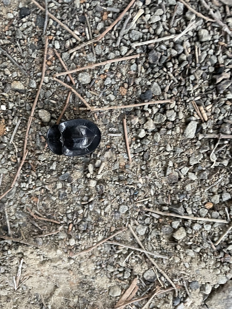 Pie-dish Beetles from Kangaroo Island, Emu Bay, SA, AU on April 5, 2023 ...