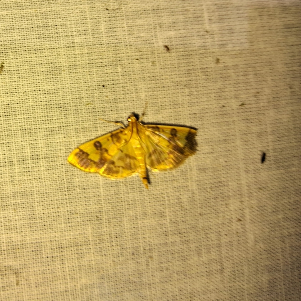 Patania iopasalis from Abhinay Natural Homestay on July 29, 2023 at 12: ...