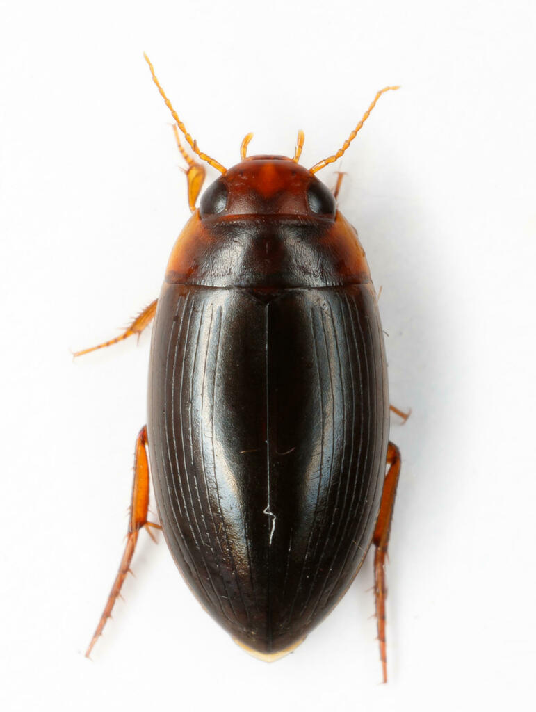 Chevrolat's Dytiscid in July 2021 by Chris Rorabaugh · iNaturalist