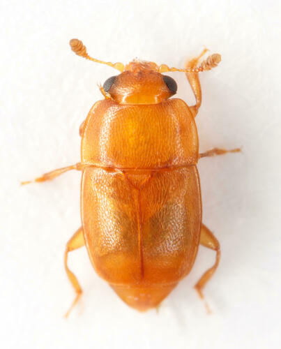 pineapple sap beetle (Epuraea luteola) · iNaturalist