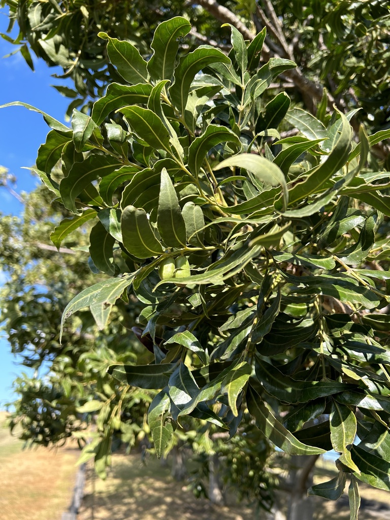 African plum from Jaspers Brush, NSW, AU on August 8, 2023 at 01:35 PM ...