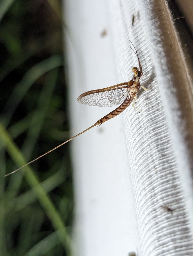 Emergent Mayfly from Mt. Juliet, TN 37122, USA on August 7, 2023 at 09: ...