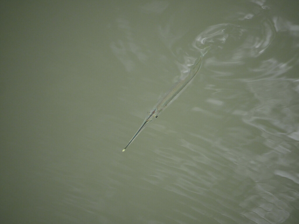 Northern River Garfish from Cairns QLD, Australia on August 27, 2017 at ...