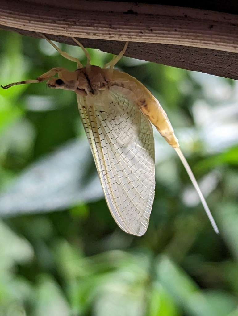 Giant Mayfly from Mt. Juliet, TN 37122, USA on August 7, 2023 at 09:35 ...