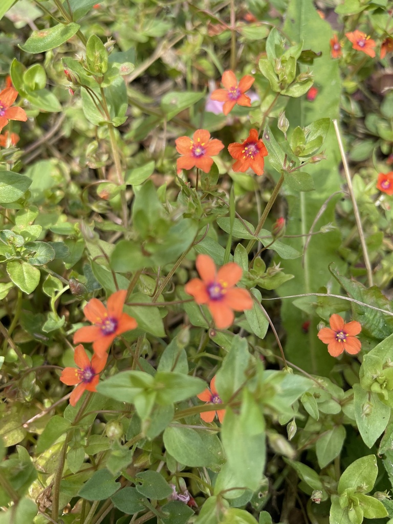 scarlet pimpernel from Kessingland, Lowestoft, England, GB on August 8 ...