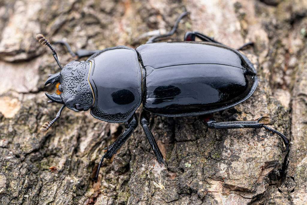 Pseudorhaetus sinicus concolor from 中国浙江省台州市天台县 on August 3, 2023 at 07 ...