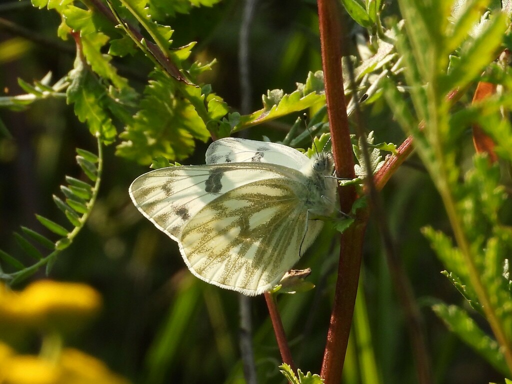 Western White from Kenora -- Tunnel Island Trails, Ontario, Canada on ...