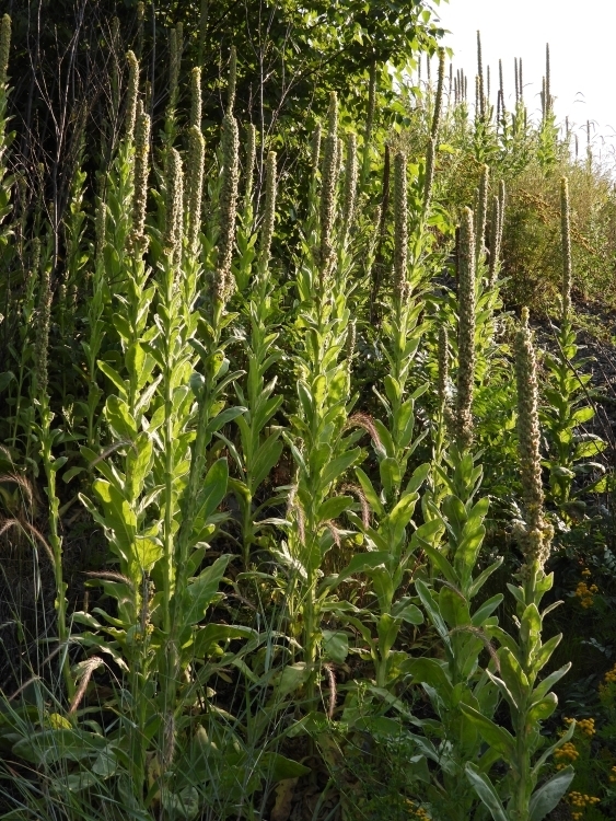 great mullein from Kenora -- Tunnel Island Trails, Ontario, Canada on ...