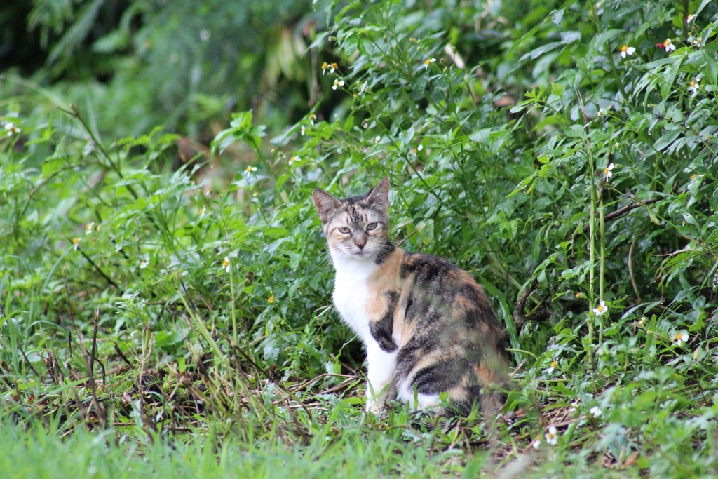 Domestic Cat from Asan, Guam on August 8, 2023 at 05:02 PM by dobbby ...