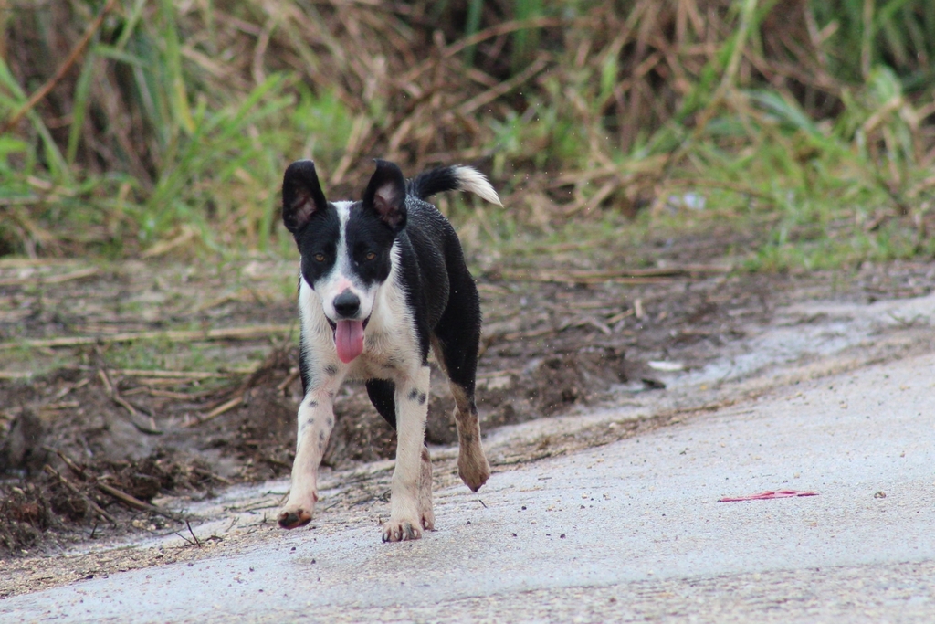 Domestic Dog from Nimitz Hill, Asan, Guam on August 8, 2023 at 05:03 PM ...