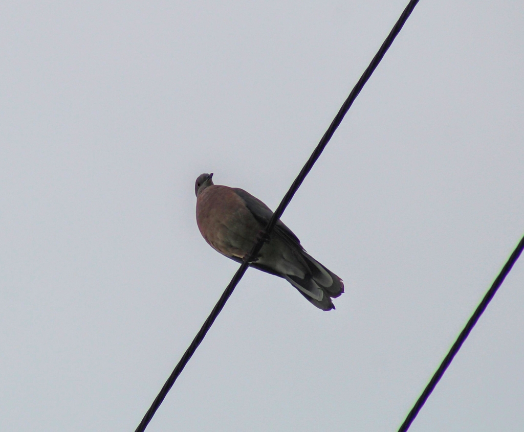 Philippine Collared-Dove from CMHH+PF9 loc0, Piti, Guam on August 8 ...