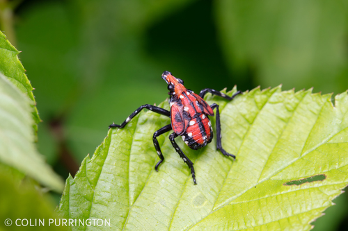 Photo 308415955, (c) Colin Purrington, all rights reserved, uploaded by ...