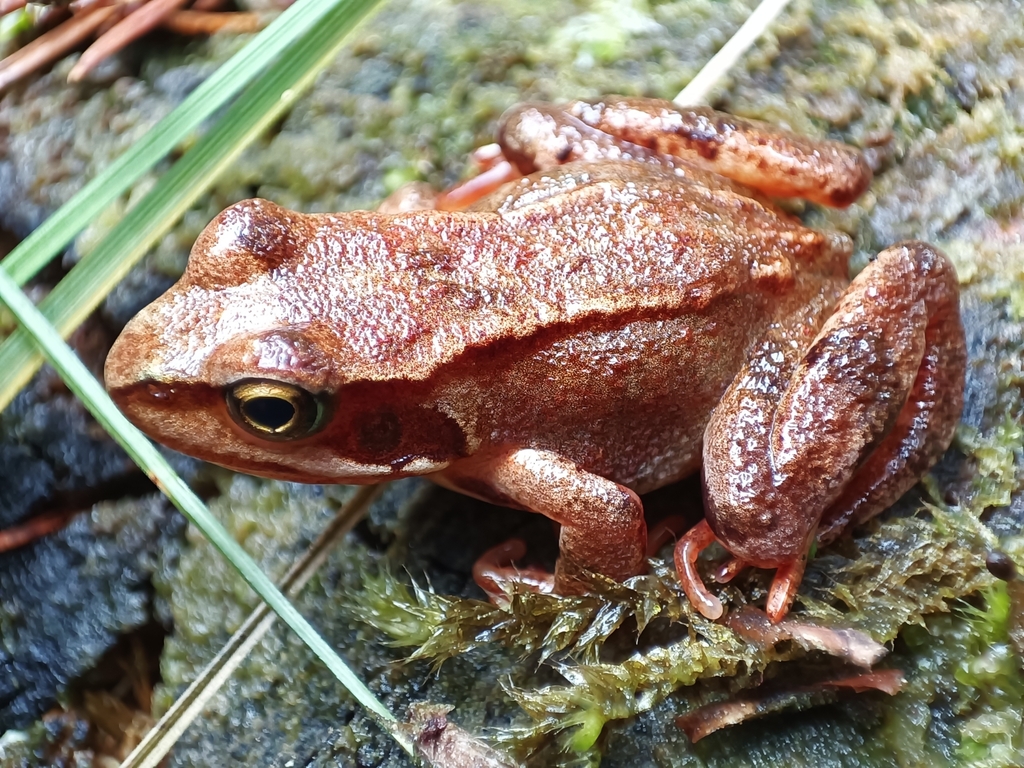 European Common Frog from 382 73 Přední Výtoň, Česko on August 8, 2023 ...