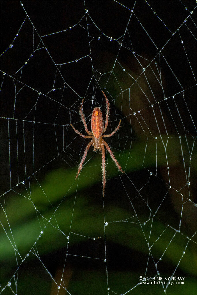 Long-tailed Grass Orb-web Spiders from 3C87+R5, Andasibe, Madagascar on ...