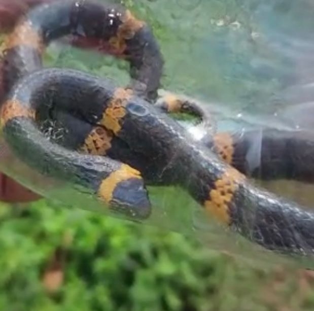 Terrestrial Snail Sucker from 94117 Ver., México by Alfredo Moreno ...