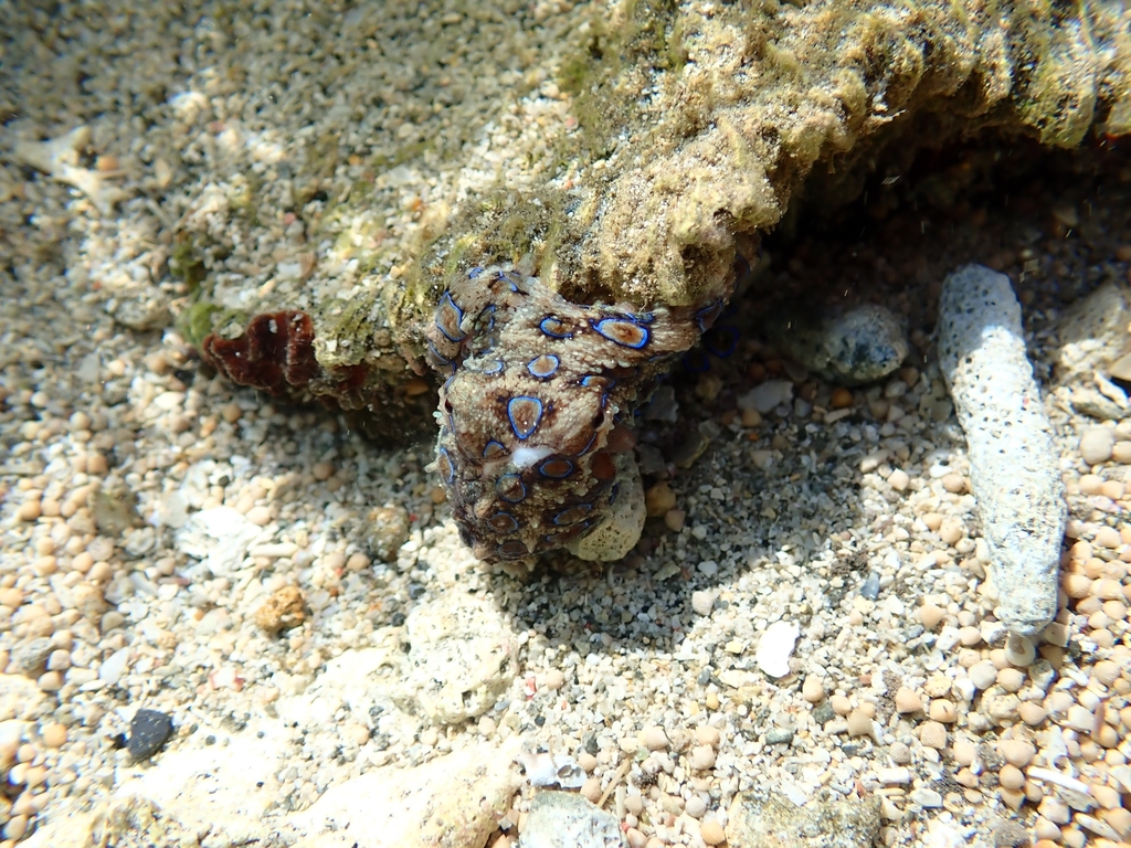 Greater Blue-ringed Octopus from Indonesia on August 8, 2023 at 05:11 ...