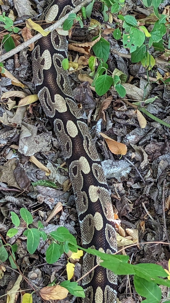 Ball Python from Garland, TX 75044, USA on August 8, 2023 at 09:03 AM ...