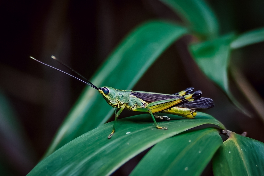 Yellow-spined Bamboo Locust from Hangzhou, CN-ZJ, CN on August 5, 2023 ...