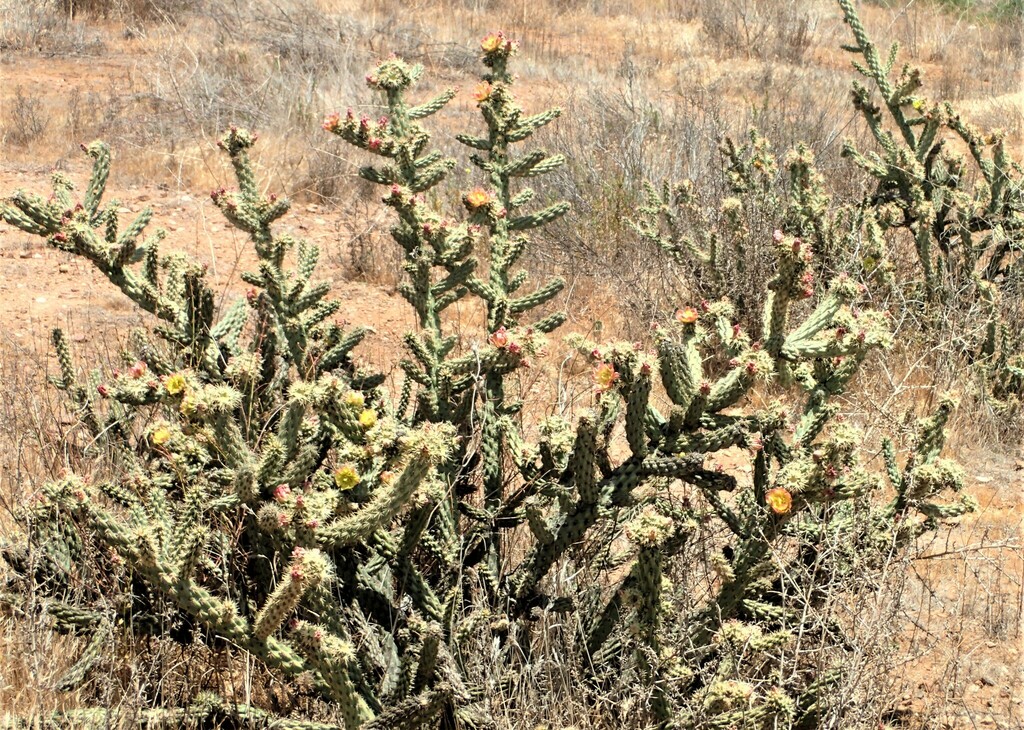 Cane Cholla from Riverside, California, United States on May 31, 2018 ...