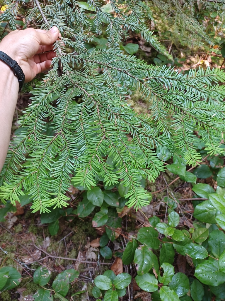 Pacific silver fir from Skagit County, US-WA, US on August 7, 2023 at ...