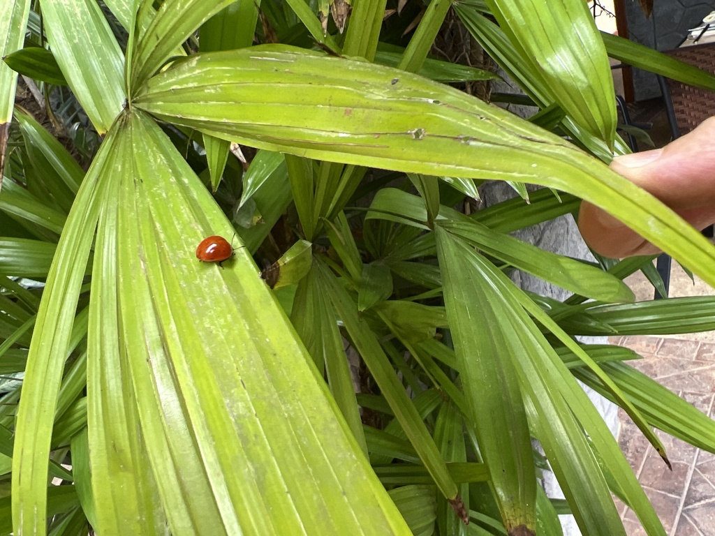 Cucujiform Beetles from San Carlos, Alajuela, CR on August 8, 2023 at ...