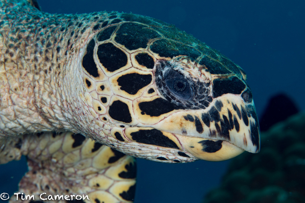 Hawksbill Sea Turtle in July 2016 by Tim Cameron · iNaturalist