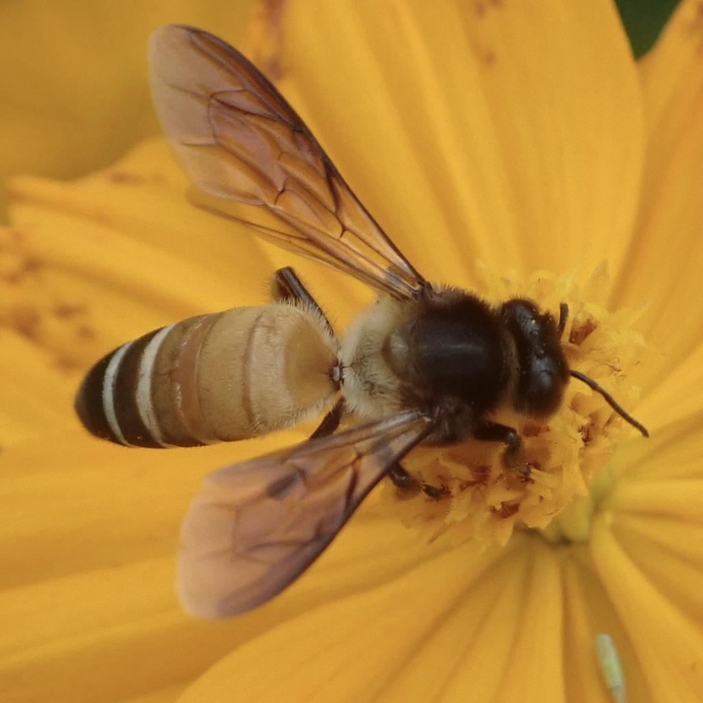 Giant Honey Bee from Chanakyapuri, New Delhi, Delhi, India on August 8 ...