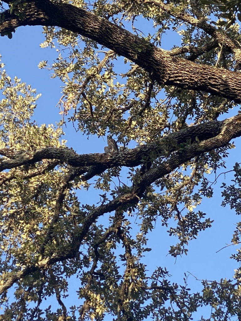 Mississippi Kite from Travis Country Cir, Austin, TX, US on August 7 ...