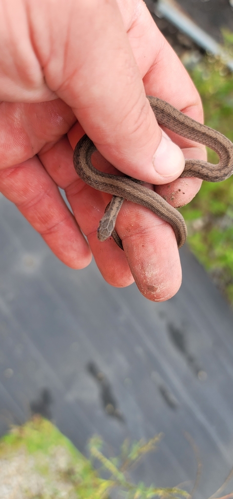 Dekay's Brownsnake in August 2023 by Dave Odd · iNaturalist