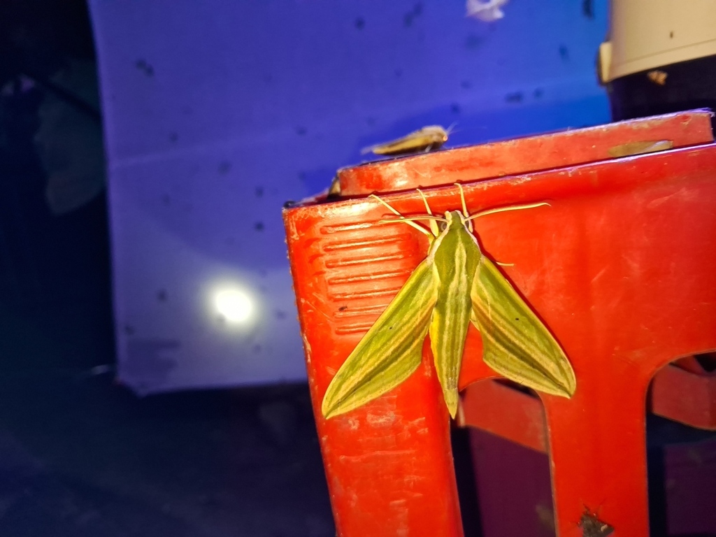 Cechetra lineosa from Abhinay Natural Homestay on July 29, 2023 at 12: ...