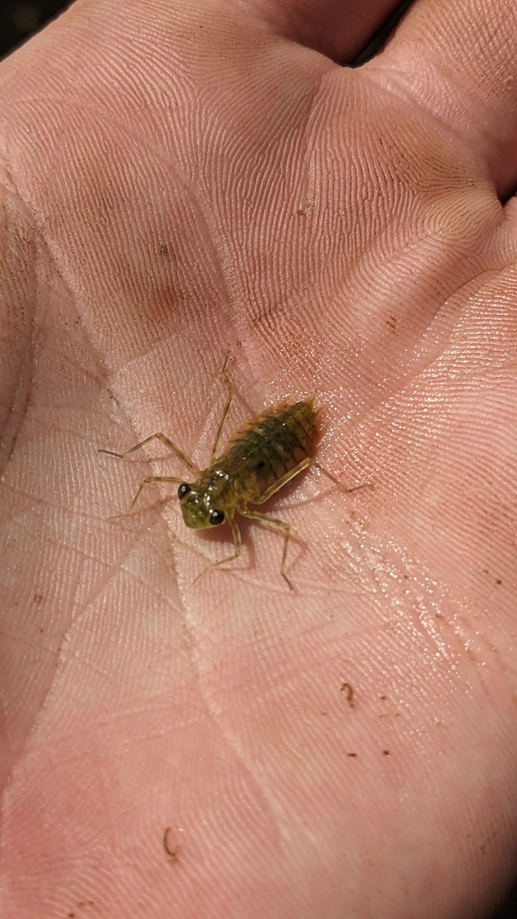 Dragonflies from Waterford, CT 06385, USA on August 8, 2023 at 11:50 AM ...