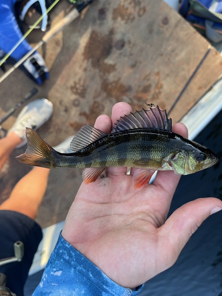 Yellow Perch from West Tisbury, MA, USA on August 06, 2023 at 06:16 PM ...