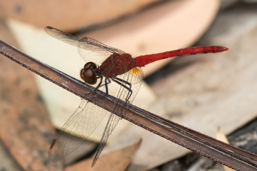 Pygmy Percher from Tyagarah NSW 2481, Australia on January 31, 2019 at ...