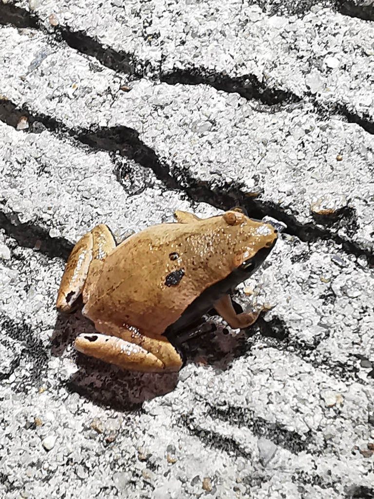Dark-sided Chorus Frog from Talat Bang Khen, Lak Si, Bangkok 10210 ...