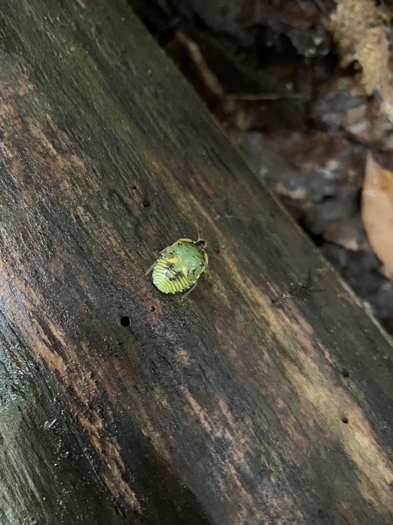 Green Stink Bugs from Marcellus, NY, US on August 8, 2023 at 10:46 AM ...