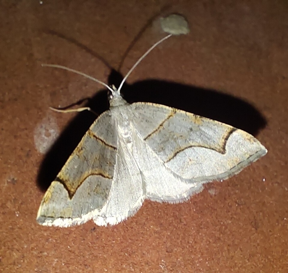 Anonychia grisea from Nainital, IN-UT, IN on August 8, 2023 at 10:35 PM ...