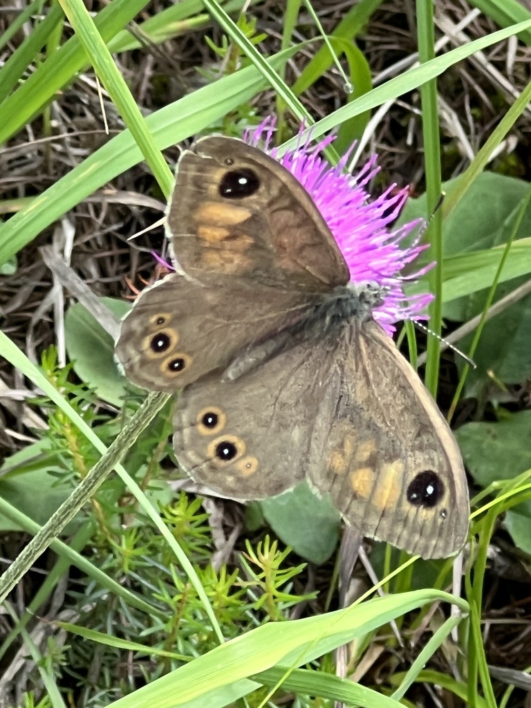 Northern Wall Brown from Aven, VS, CH on August 8, 2023 at 12:35 PM by ...