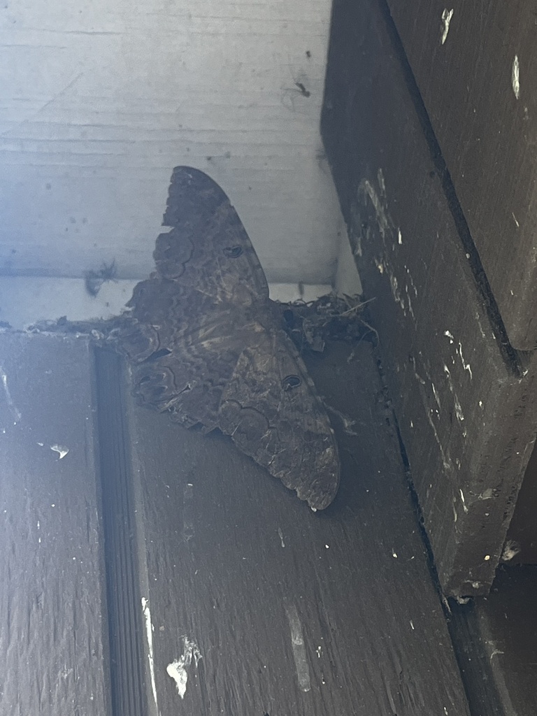 Black Witch from Sand Bar State Park, Colchester, VT, US on August 8 ...