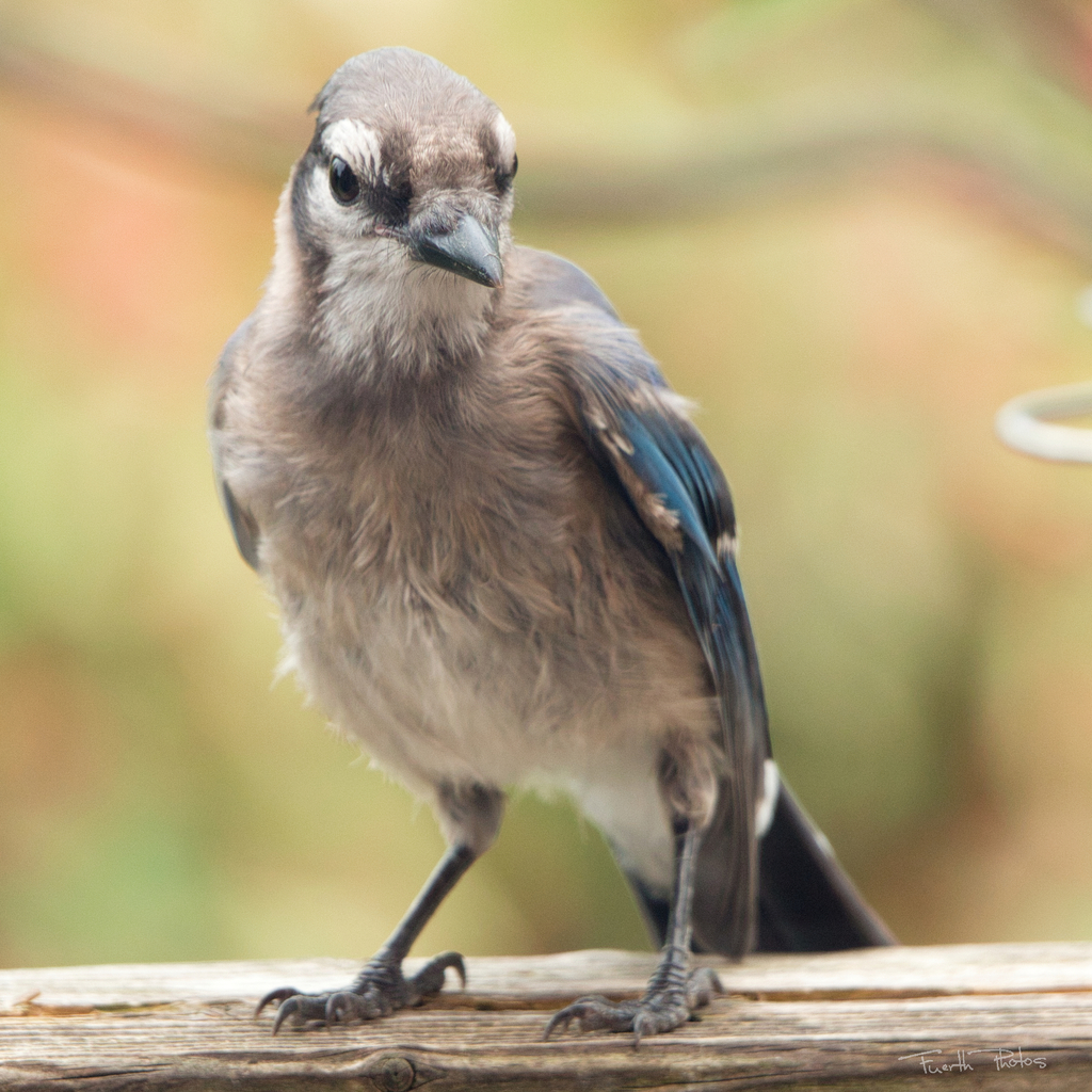 Blue Jay from Newmarket, ON, Canada on August 7, 2023 at 03:01 PM by ...