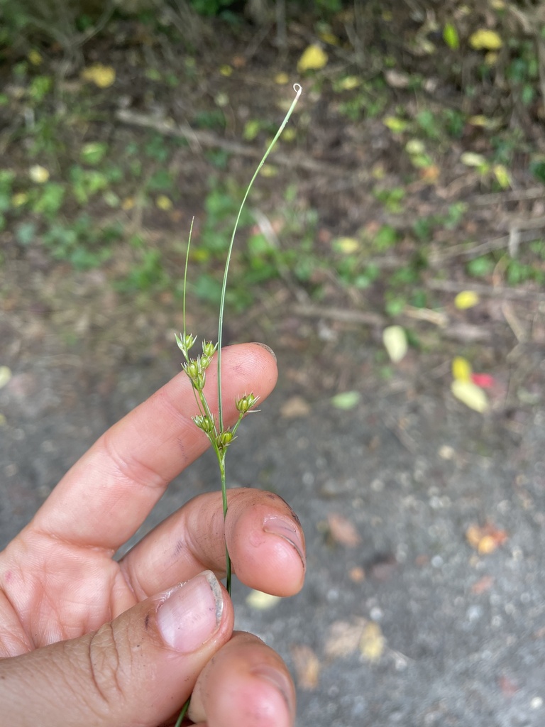 Slender Path Rush from New River Trail State Park, Austinville, VA, US ...