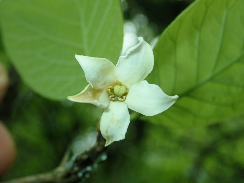 Randia boliviana from Loja, Ecuador on January 22, 2019 by Rudy Gelis ...