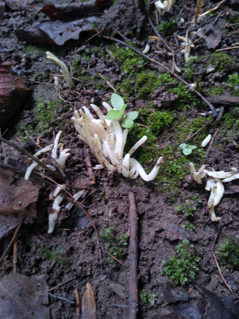 Fairy Fingers from Clarksburg, ON N0H 1J0, Canada on August 8, 2023 at ...