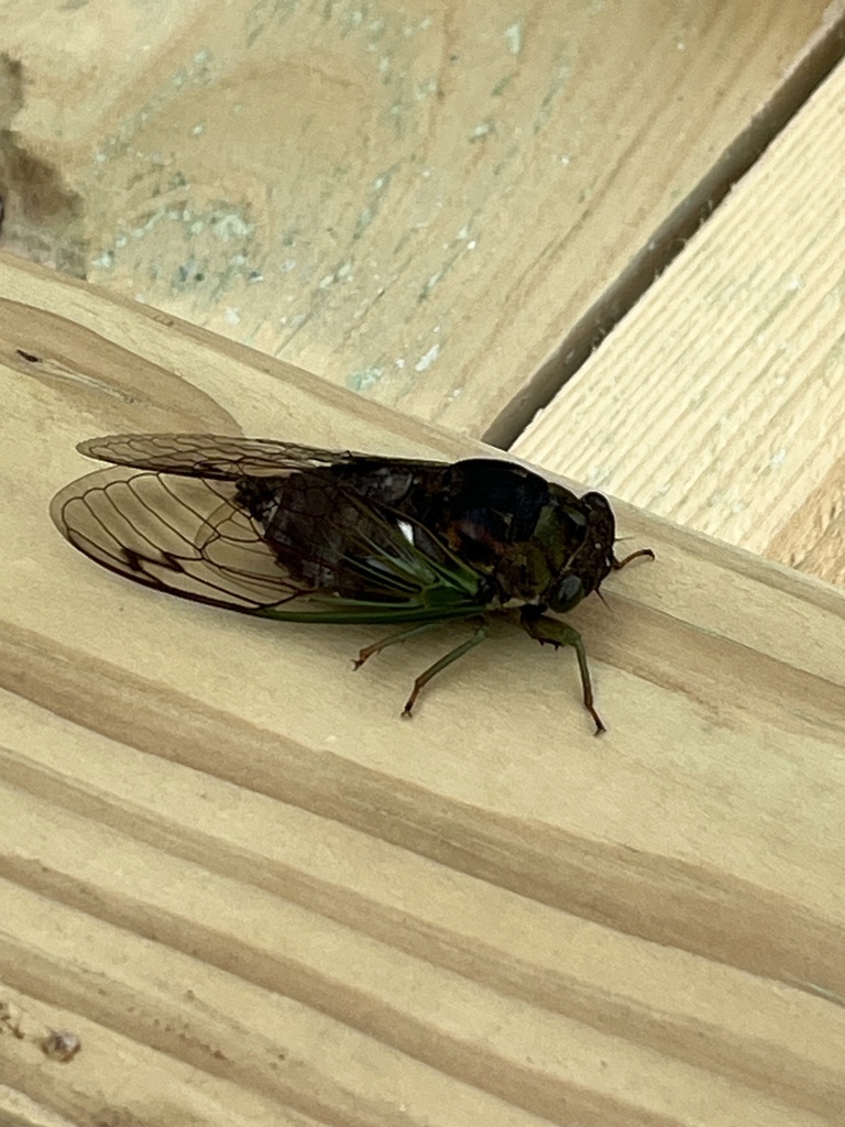 Swamp Cicada from Bowers St, Wilmington, DE, US on August 8, 2023 at 01 ...