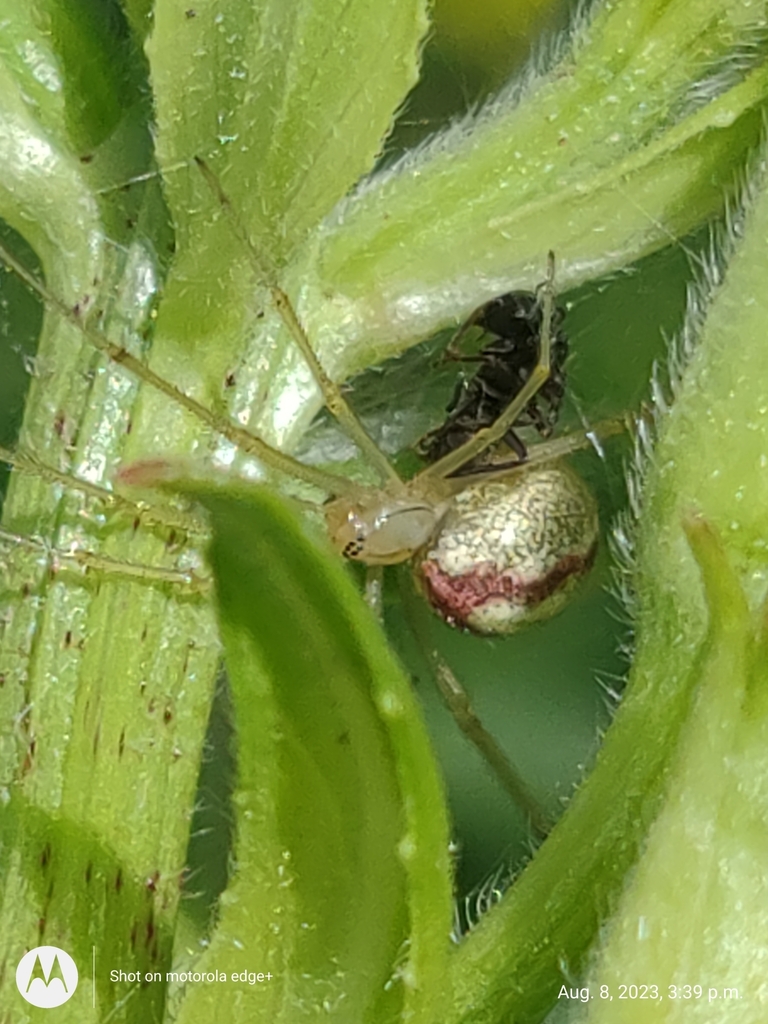 Common candy-striped spider from Kensington, PE C0B 1M0, Canada on ...