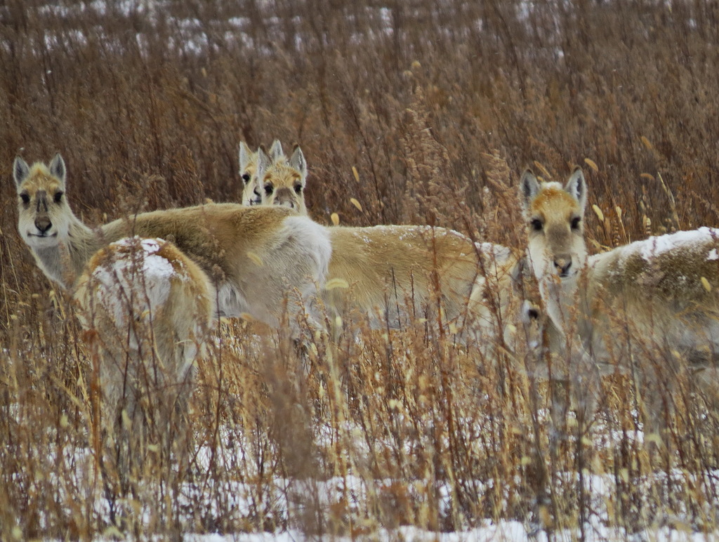 Mongolian Gazelle (Procapra gutturosa) - Know Your Mammals
