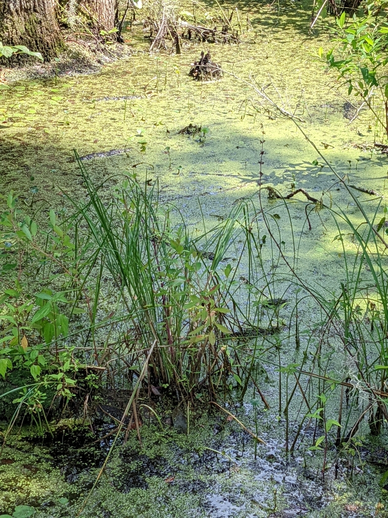 cypressknee sedge in August 2023 by Eric Ungberg. Known pop, identified ...
